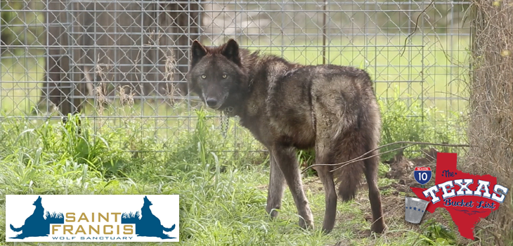 The Texas Bucket List – Saint Francis Wolf Sanctuary in Montgomery ...