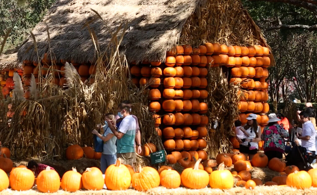 The Texas Bucket List – The Pumpkin Patch at the Dallas Arboretum in ...
