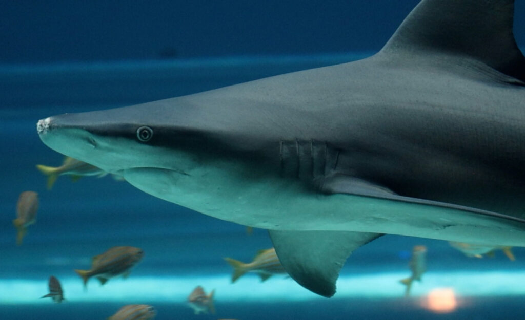 The Texas Bucket List – Swimming with Sharks at Texas State Aquarium in ...