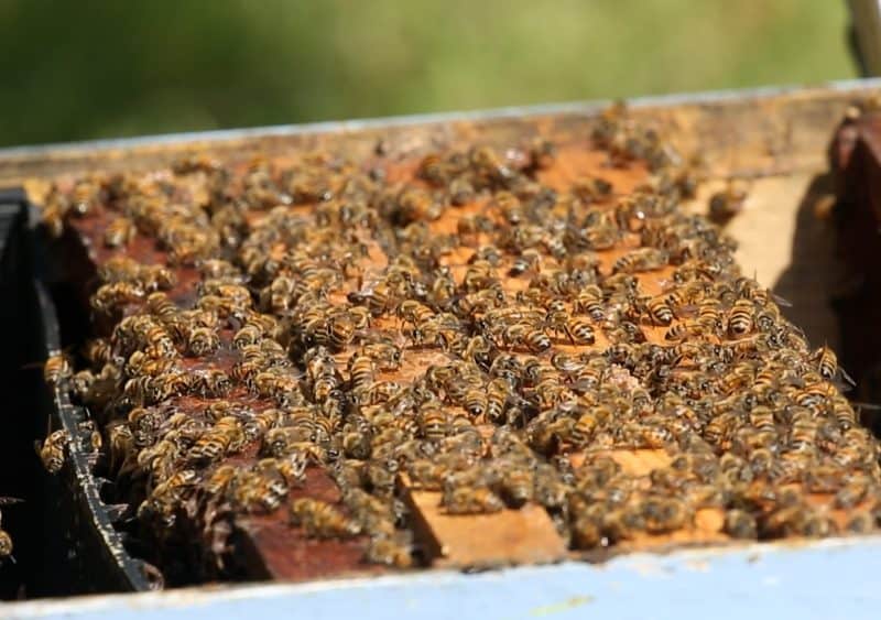 The Texas Bucket List – BeeWeaver Honey Farm in Navasota – The Texas ...