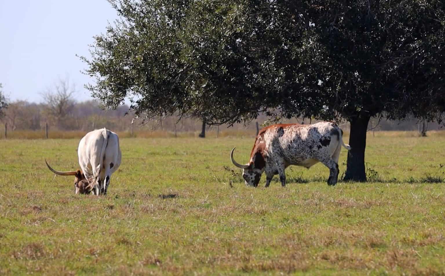 The Texas Bucket List – The George Ranch in Richmond