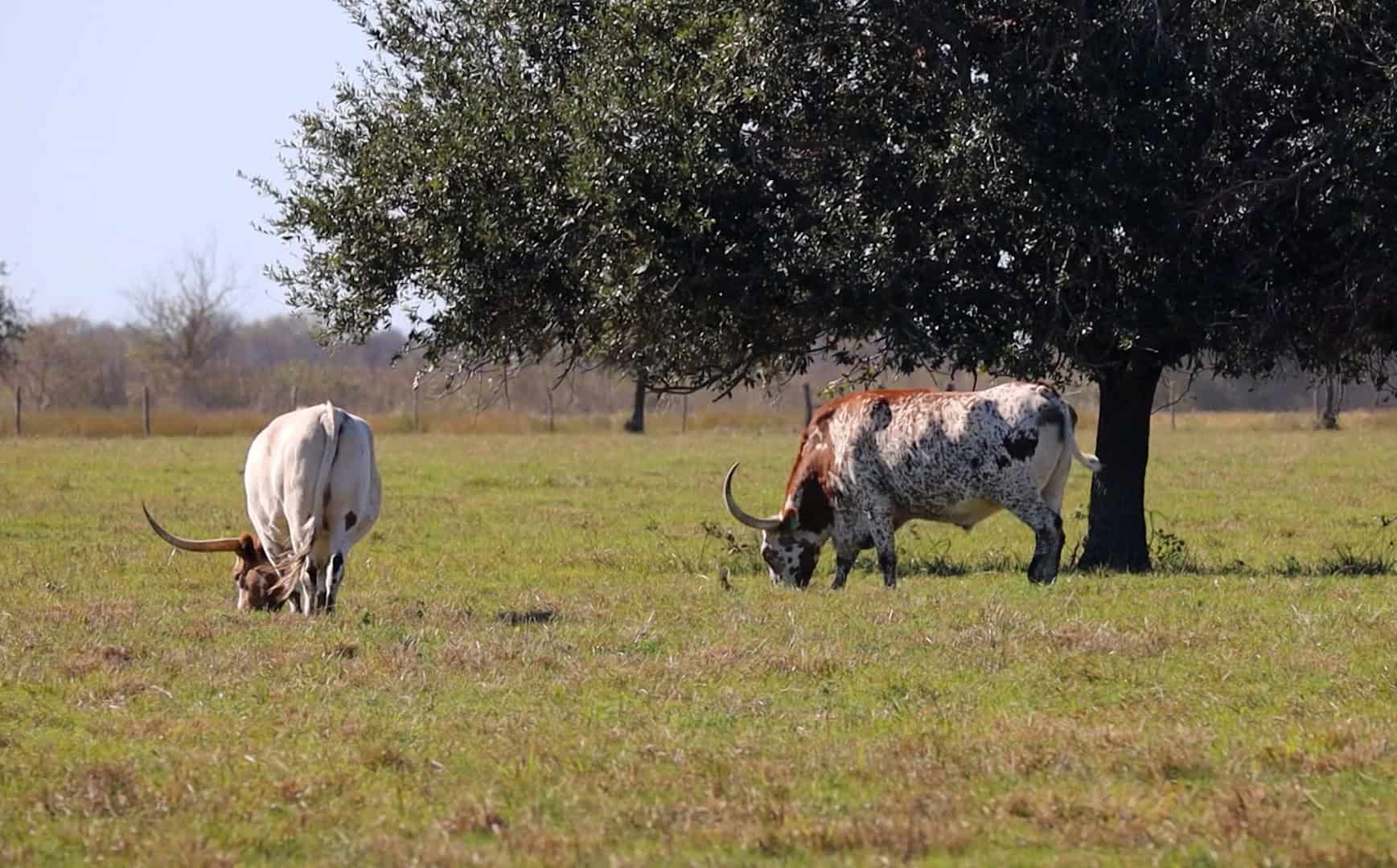 The Texas Bucket List – The George Ranch in Richmond – The Texas Bucket ...