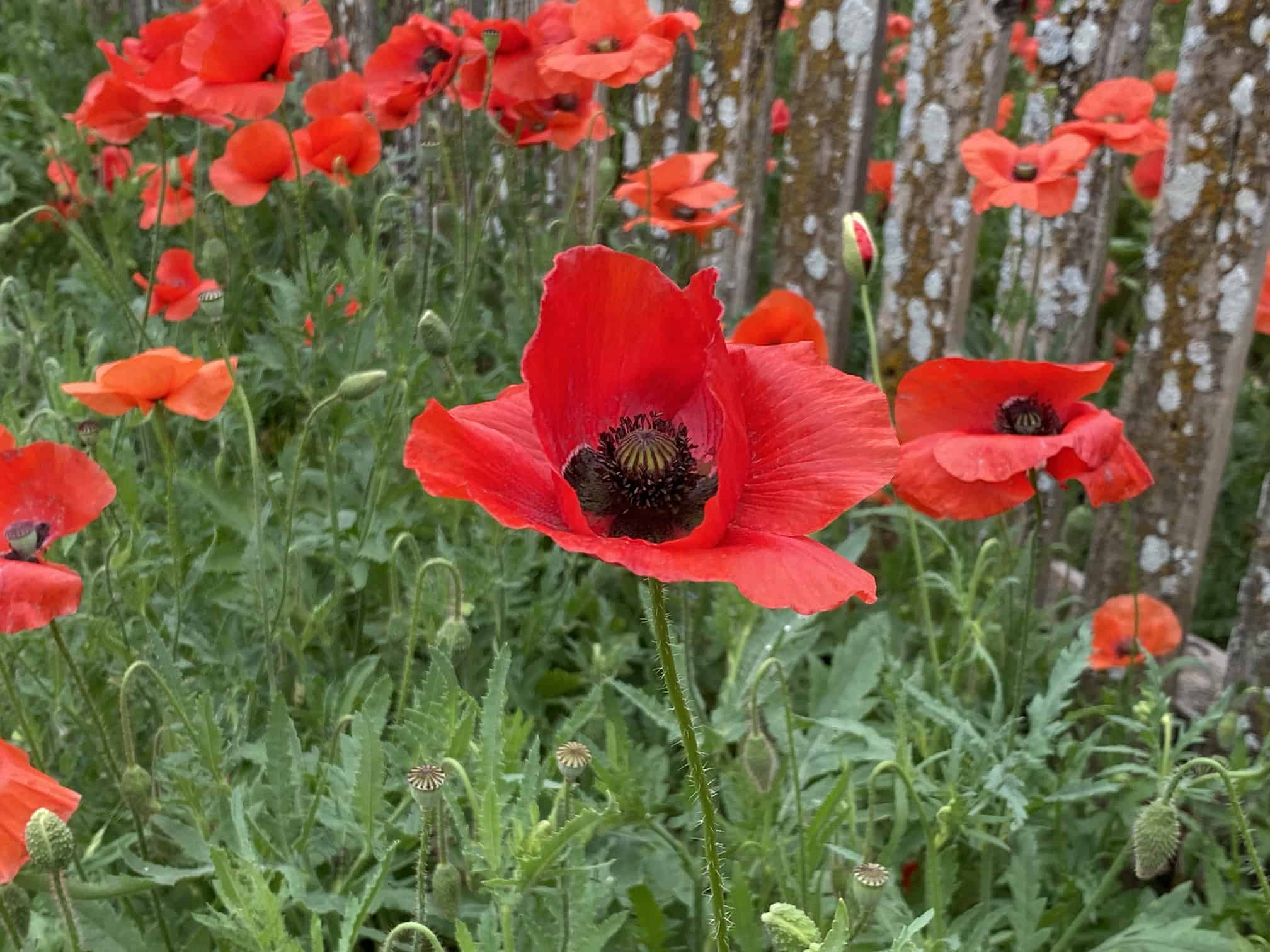 The Texas Bucket List – The Poppy House in Castroville